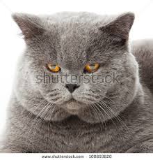 Briti lühikarvaline kass - Kassid.ee